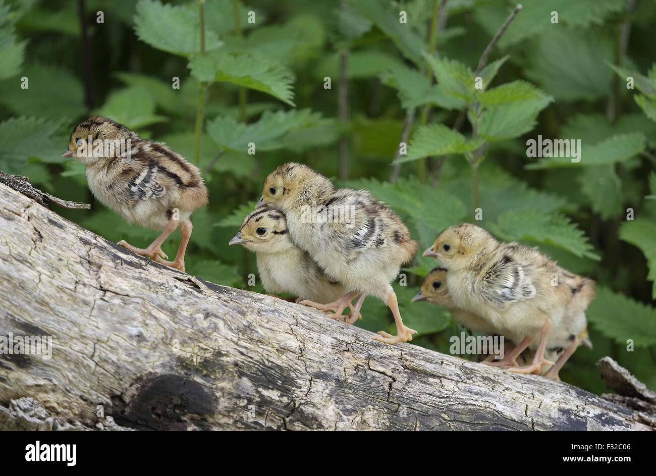 Baby Pheasants High Resolution Stock Photography and Images - Alamy