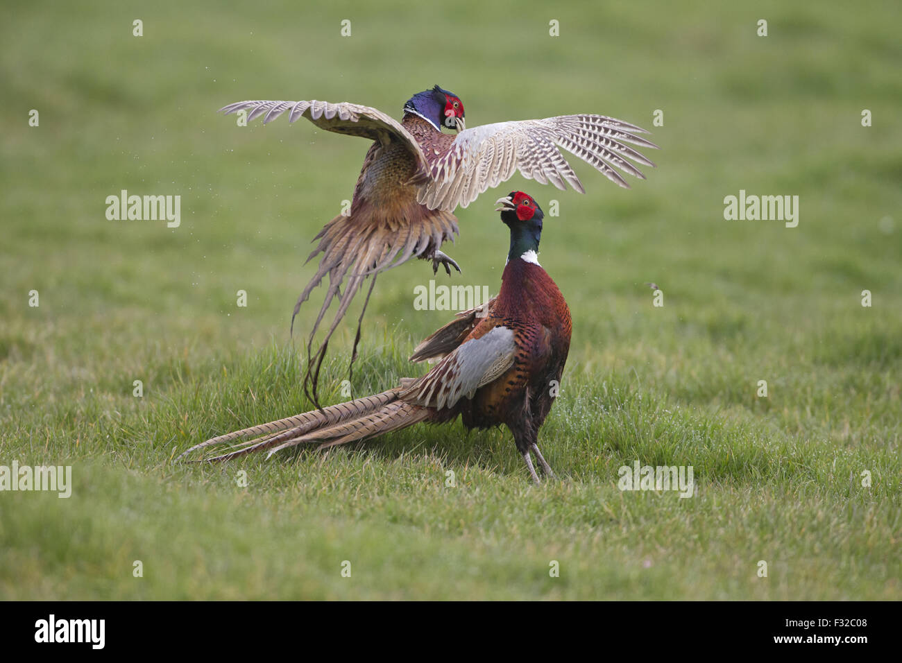 Common Pheasant (Phasianus colchicus) two adult males, fighting in ...