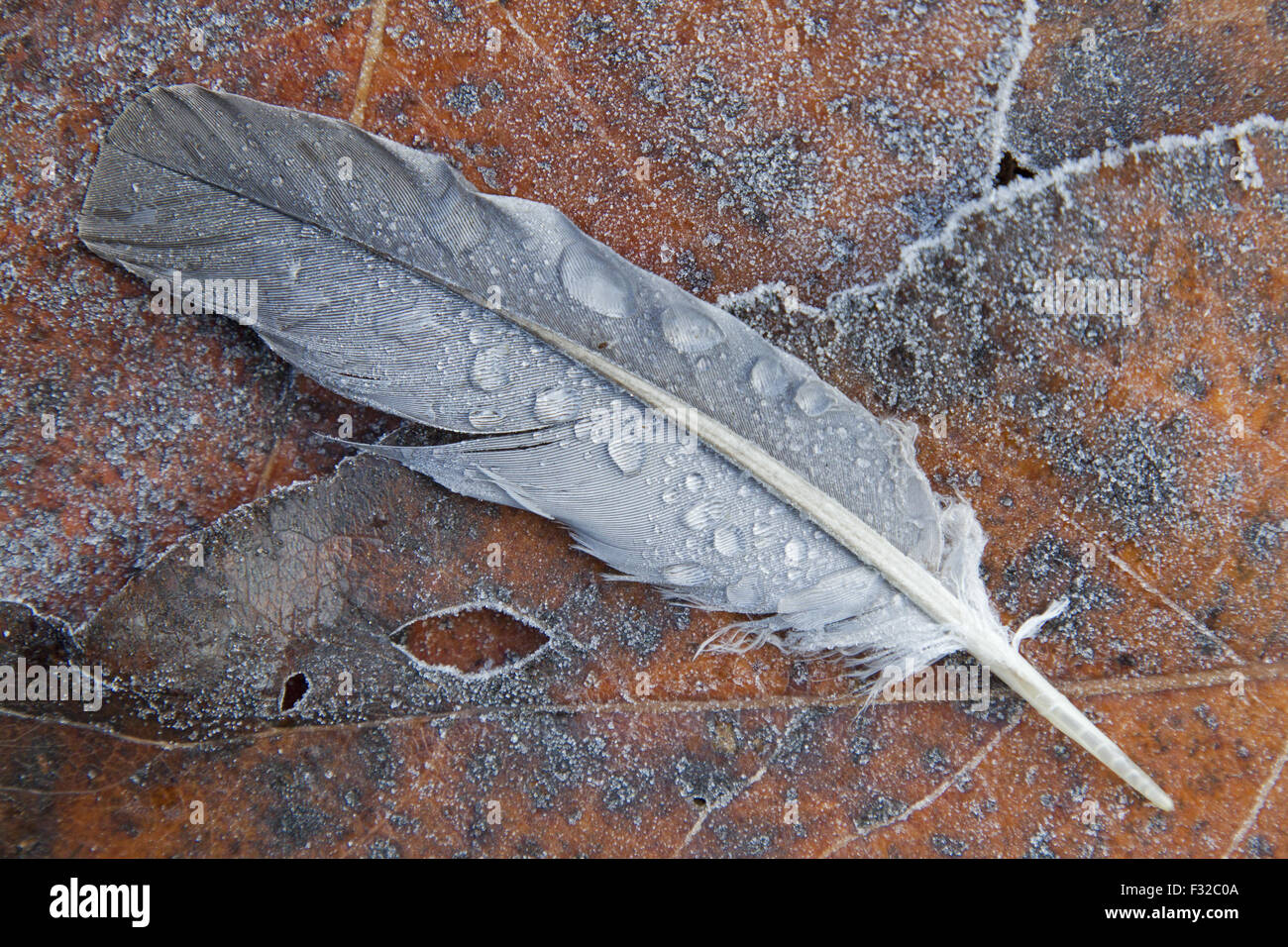 Wood Pigeon (Columba palumbus) feather, with water droplets, on frost ...