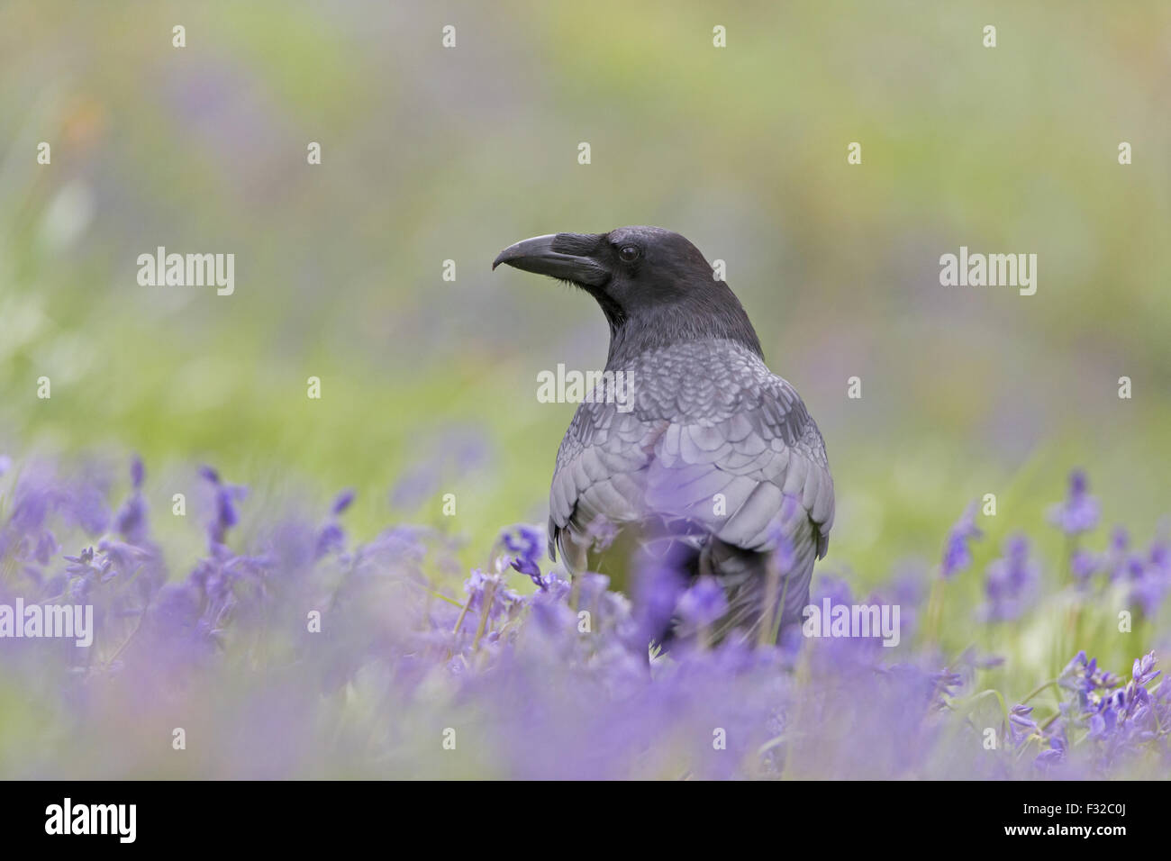 English raven hi-res stock photography and images - Alamy