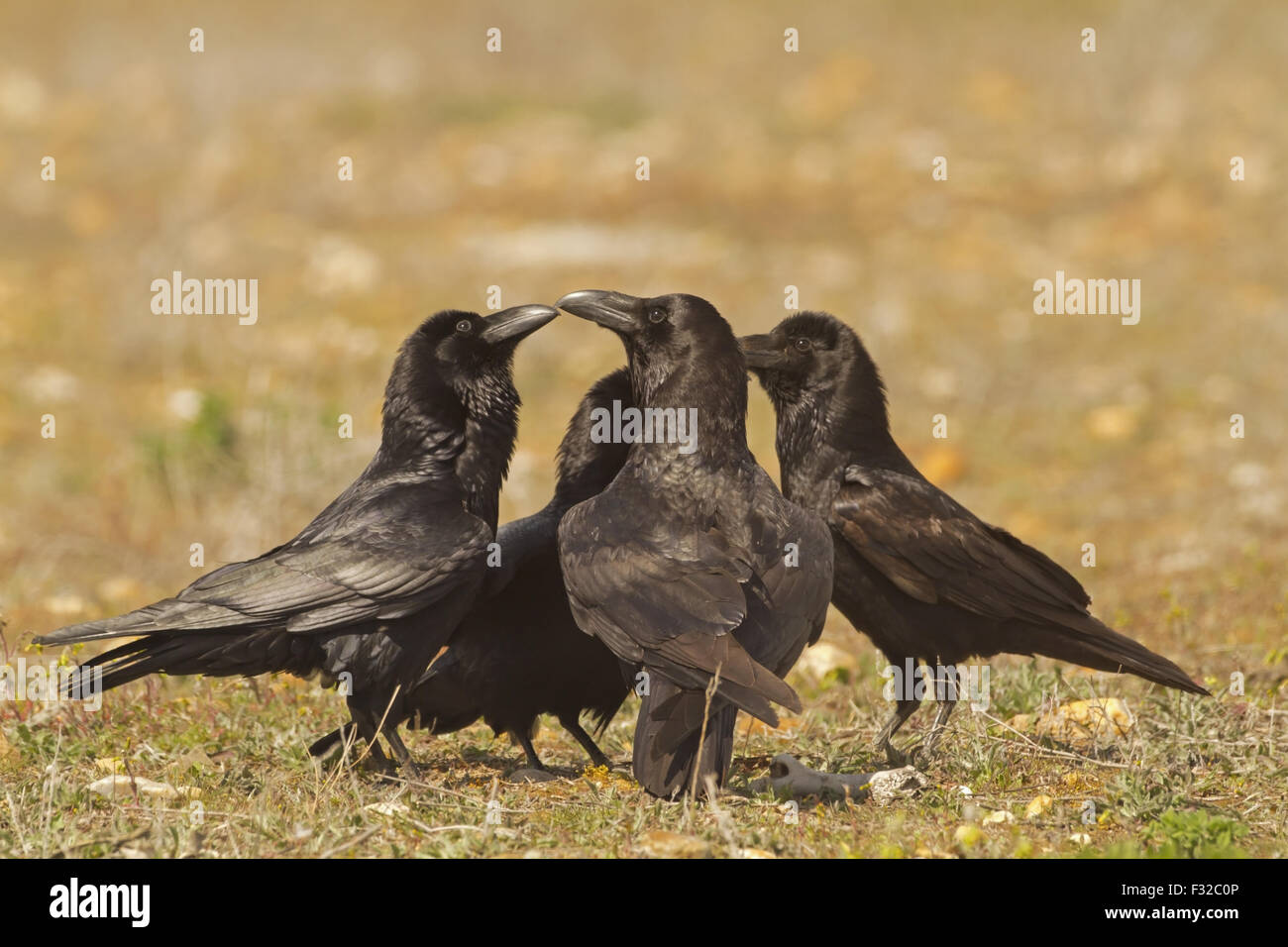 Four ravens hi-res stock photography and images - Alamy
