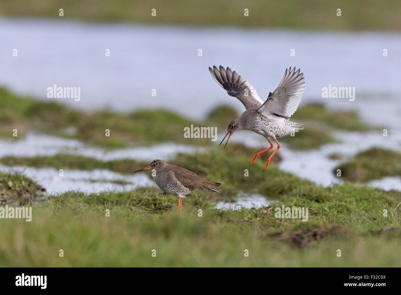Two Flying Redshanks High Resolution Stock Photography and Images - Alamy