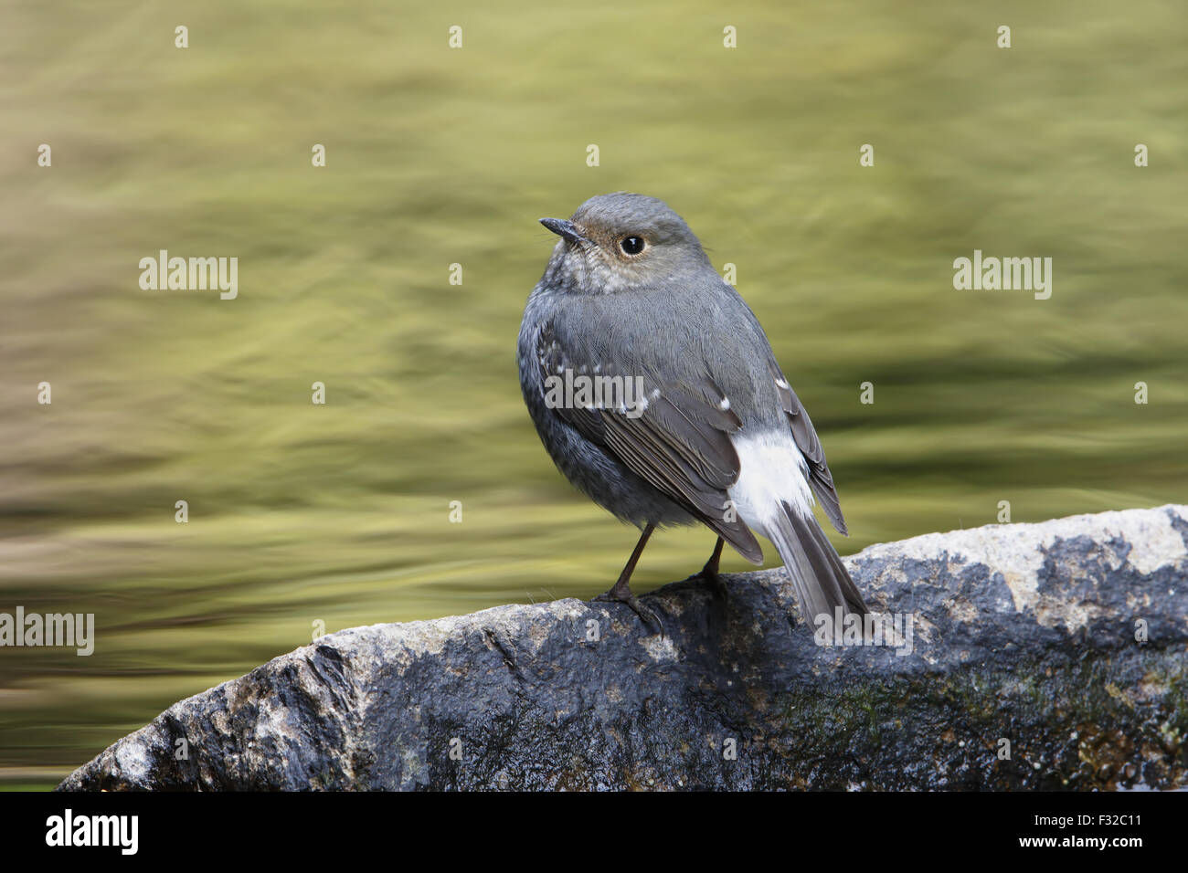 Plumbeous Water-redstart (Rhyacornis fuliginosa) adult female, standing ...