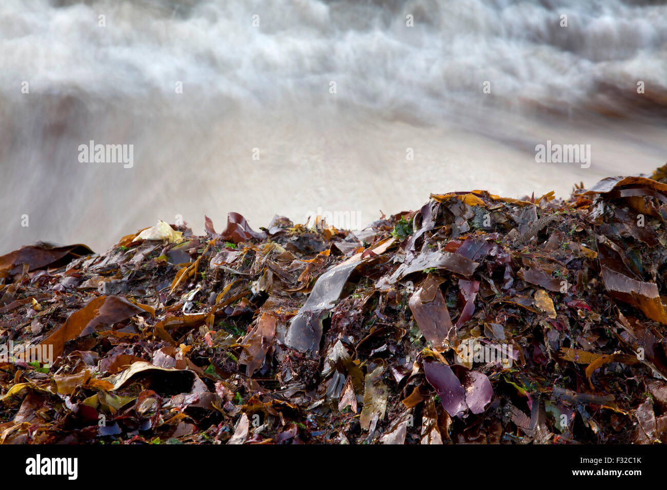 Washed up seaweed Stock Photo - Alamy