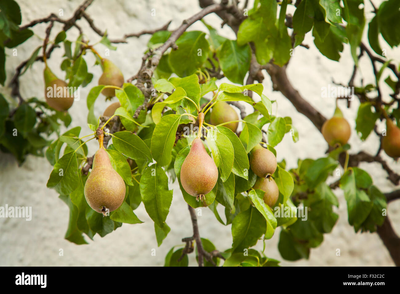 Image of a pear tree with ripe fruit Stock Photo - Alamy