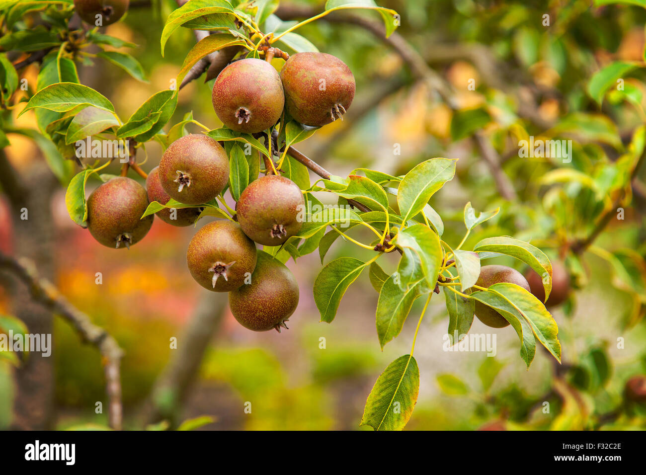 Pear tree garden hi-res stock photography and images - Alamy