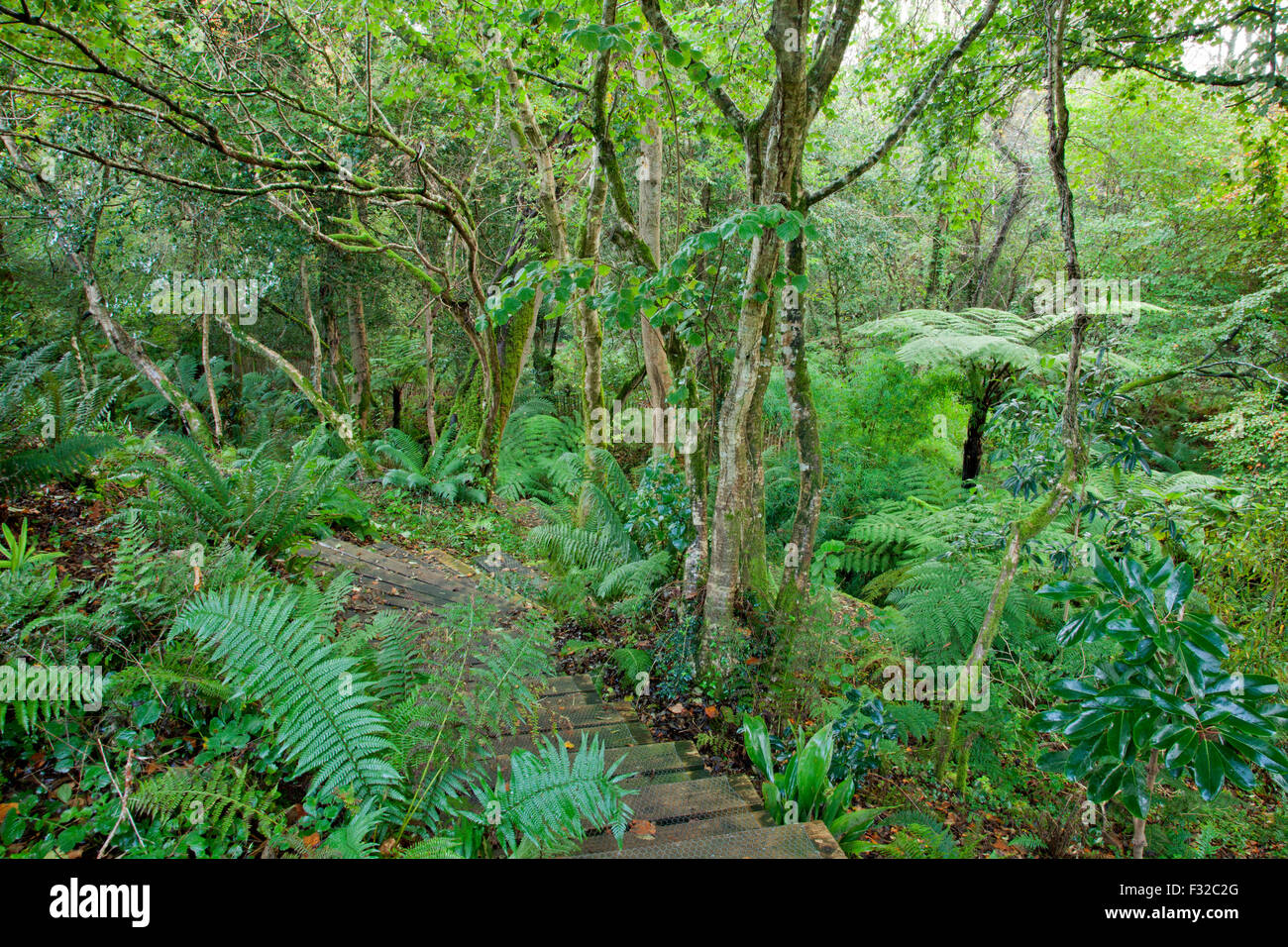 Lush green forest, Tremenheere gardens, Cornwall Stock Photo - Alamy