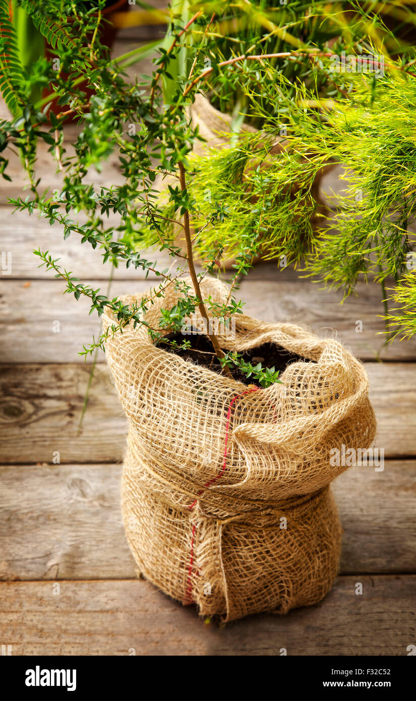 Wrapped plant container hi-res stock photography and images - Alamy