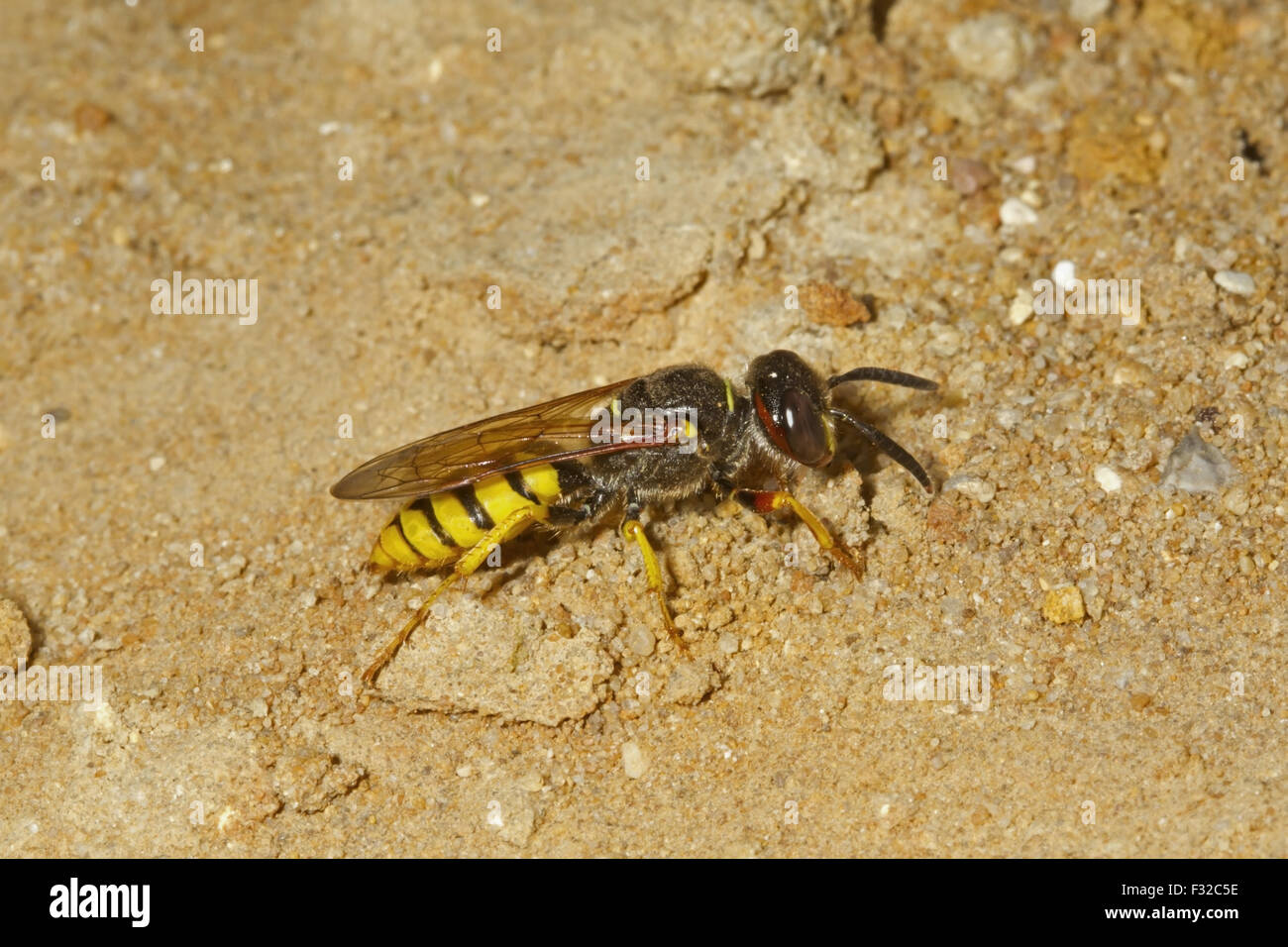 European Beewolf (Philanthus triangulum) adult, on sandy soil near ...