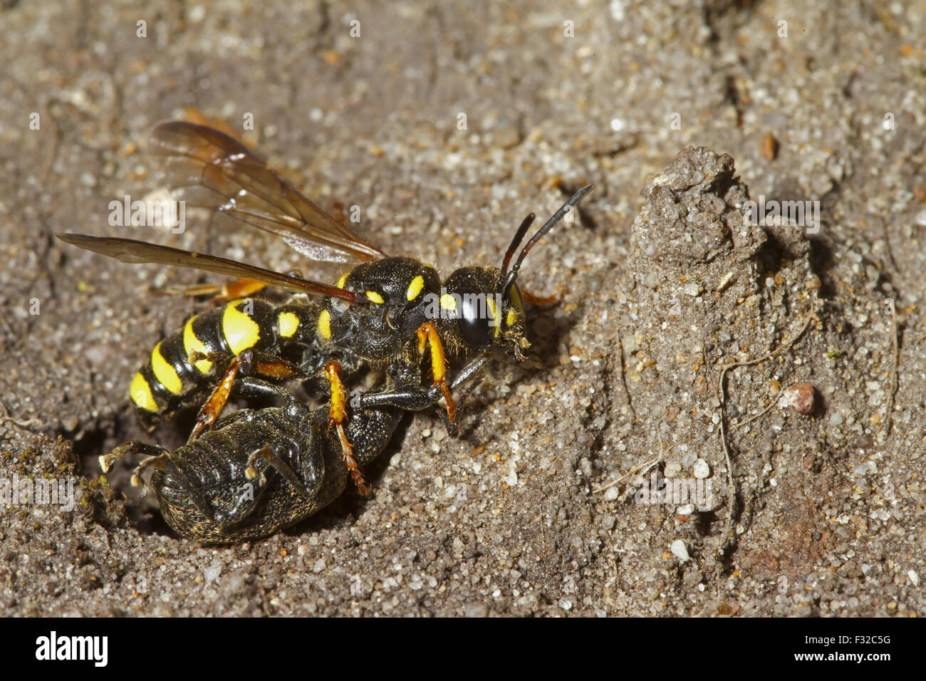 Weevil Wasp (Cerceris arenaria) adult, carrying weevil prey, Breckland ...