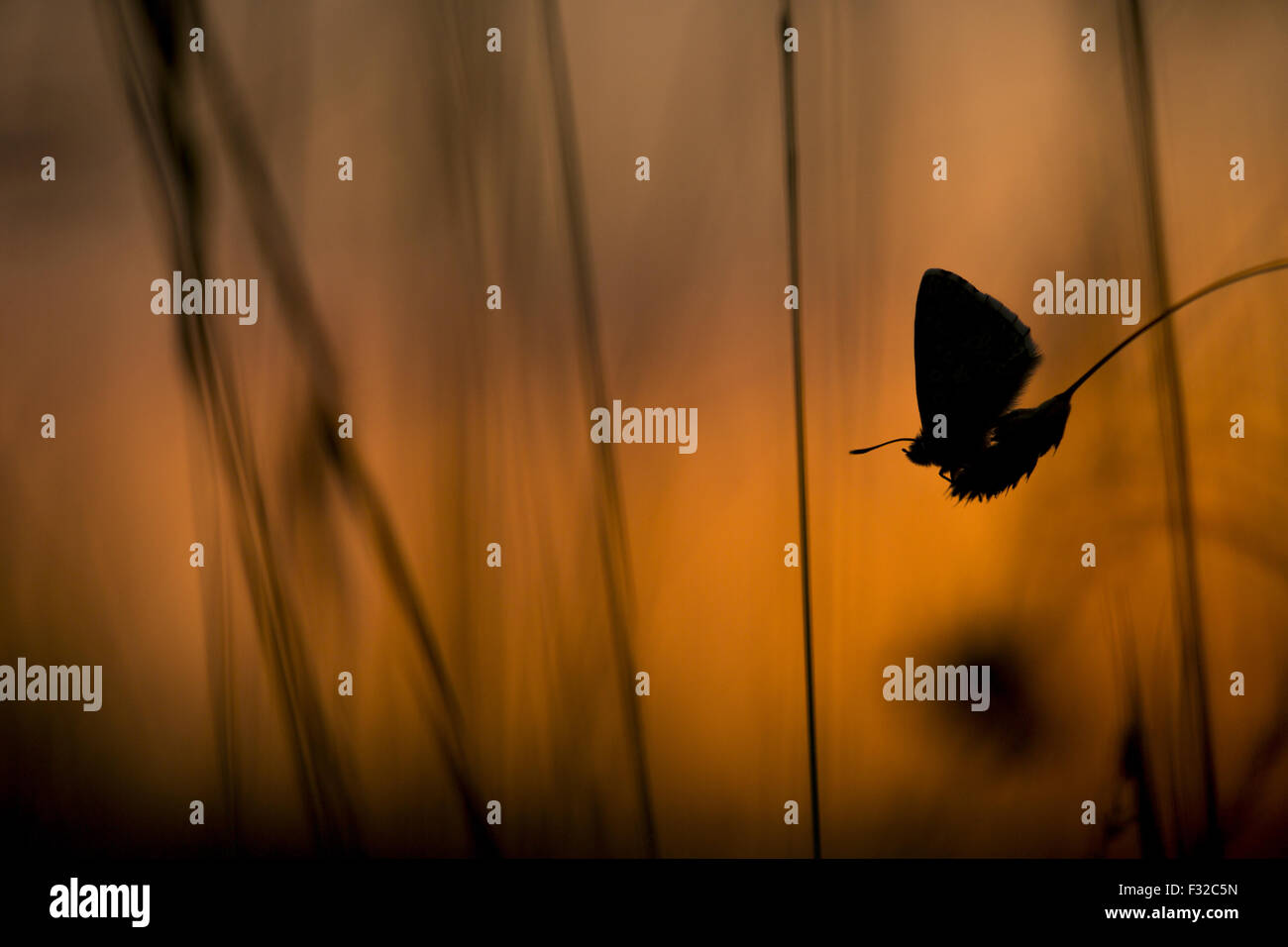 Common Blue (Polyommatus icarus) adult, roosting, silhouetted at sunset ...