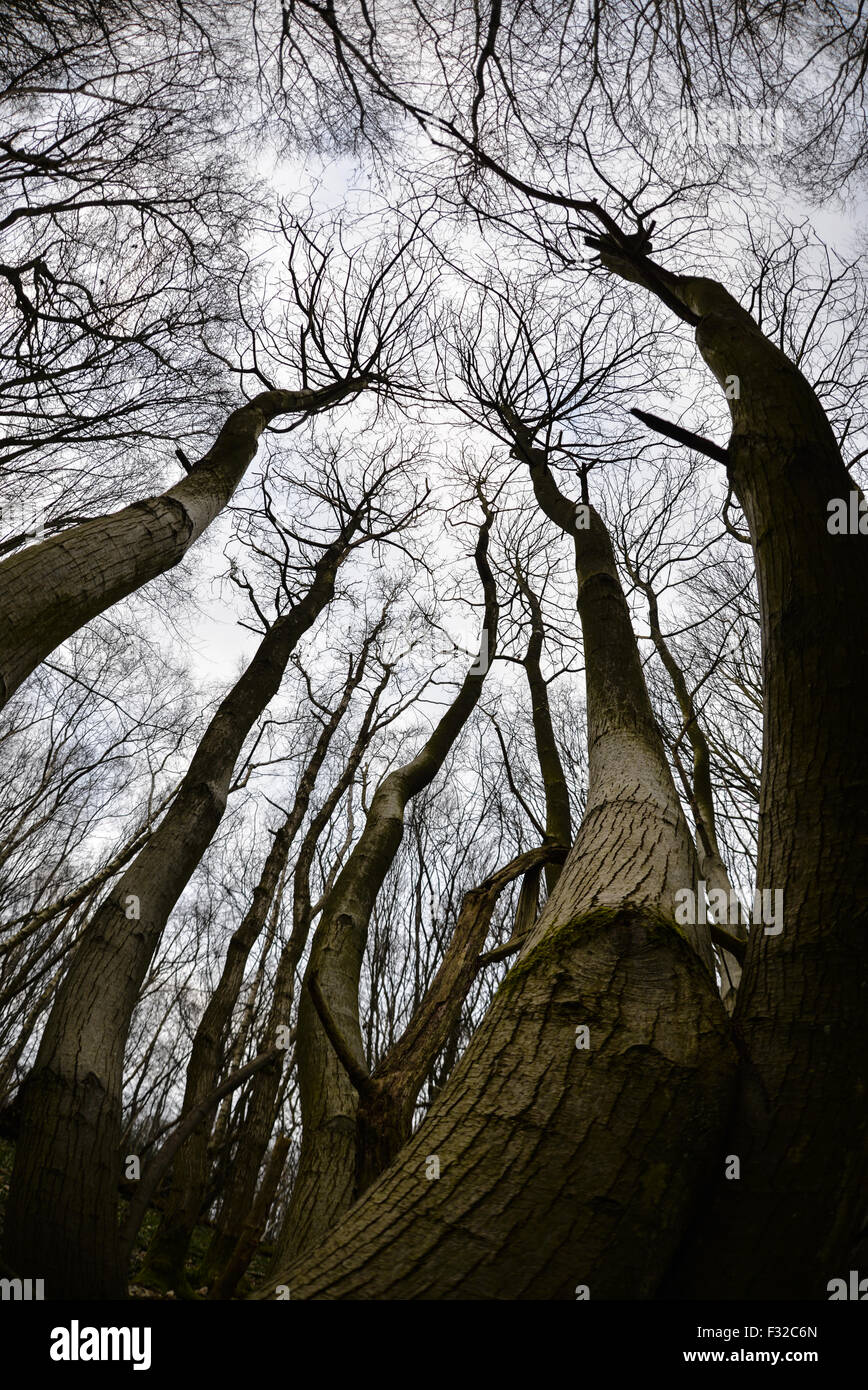 Sweet Chestnut (Castanea sativa) trunks and bare canopy, growing in ...