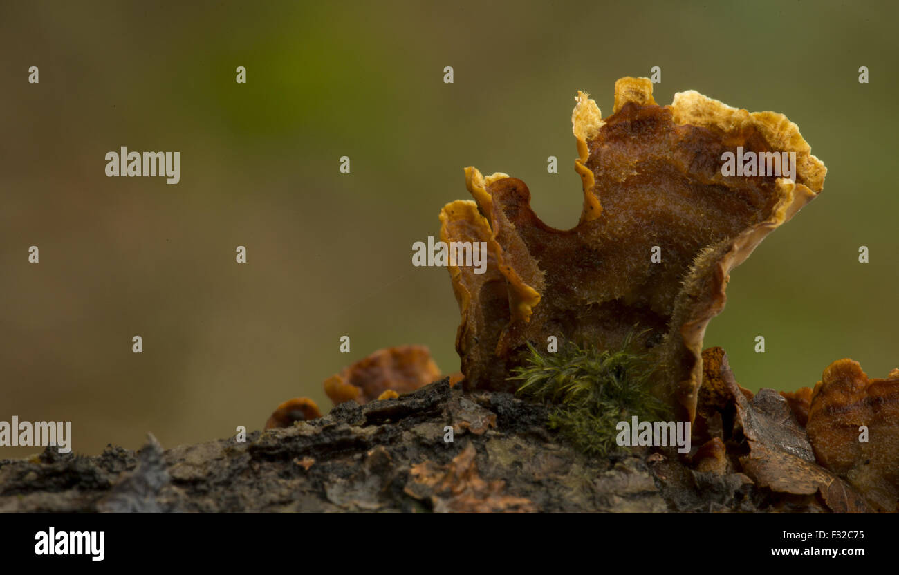 Hairy Stereum (Stereum hirsutum) fruiting bodies, Sheffield, South ...
