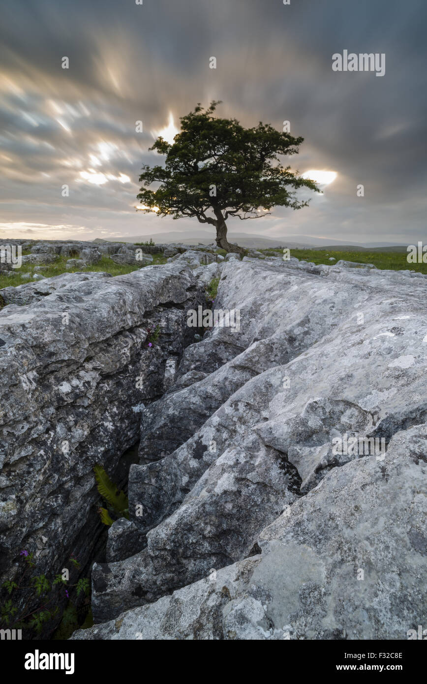 Limestone rocks and Common Hawthorn (Crataegus monogyna) tree at sunset ...