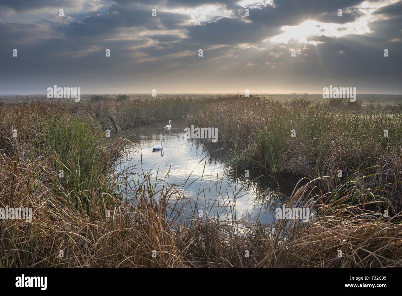 Ditch two water birds hi-res stock photography and images - Alamy