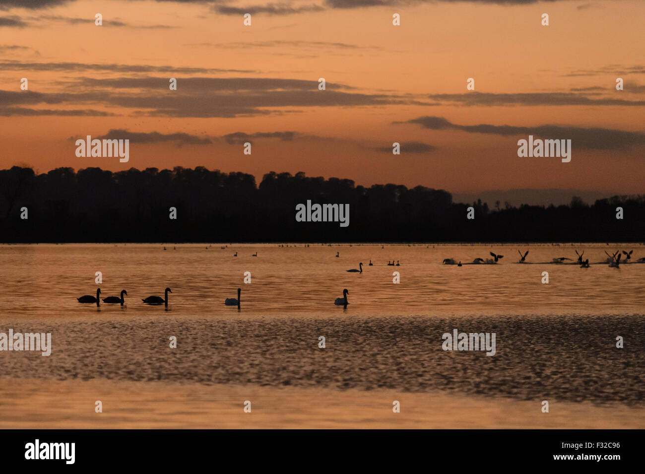 Mute Swan (Cygnus olor) flock, swimming on mere at dusk, Aqualate Mere ...