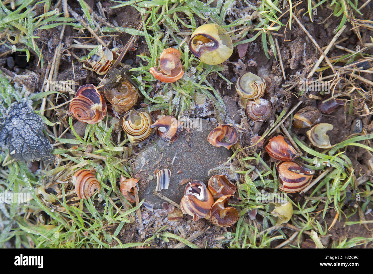 Song Thrush (Turdus philomelos) 'anvil' with remains of snail shells ...