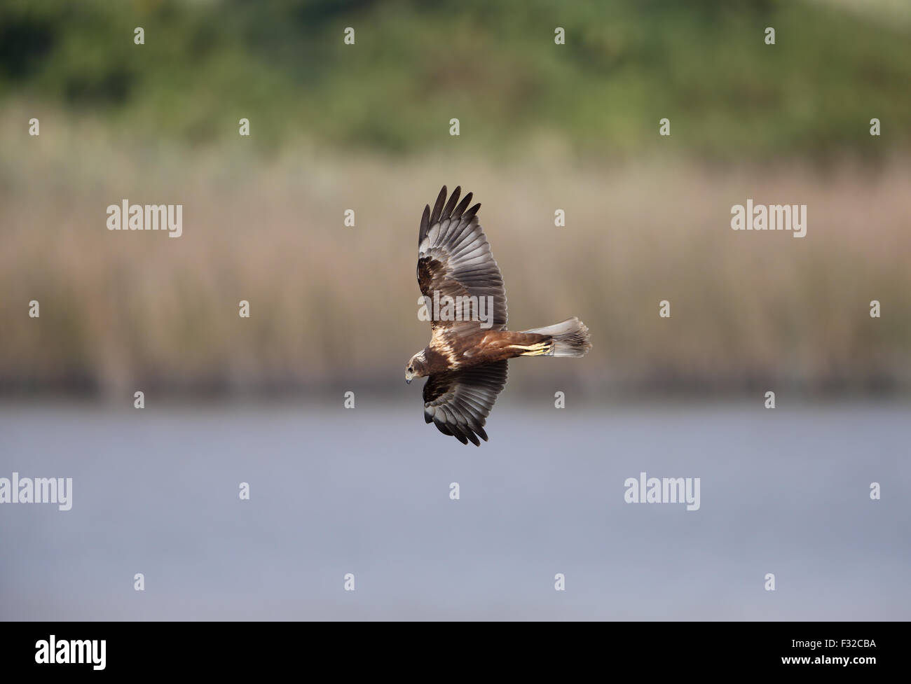 Eastern Marsh-harrier (Circus spilonotus) immature, in flight over ...