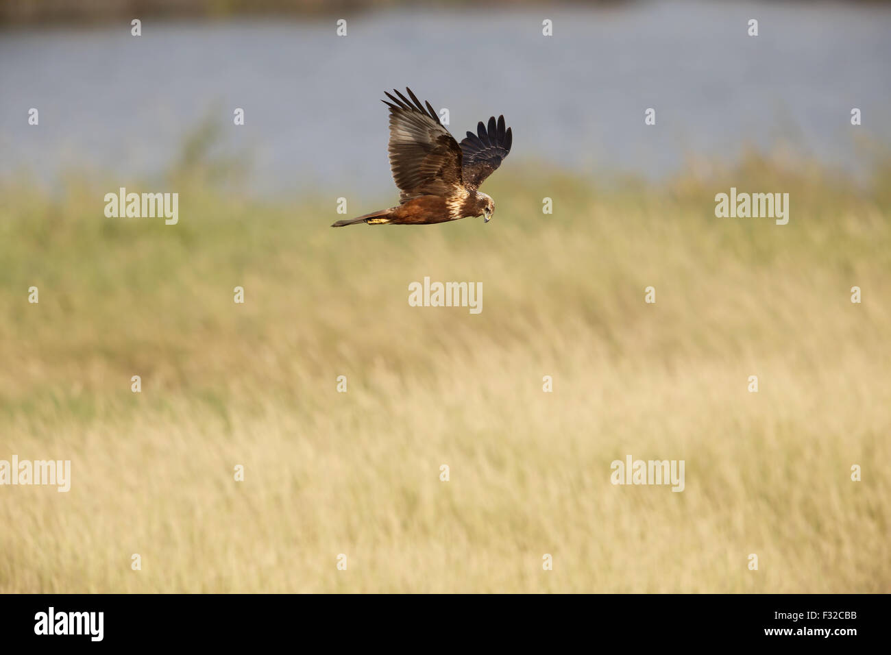 Eastern Marsh-harrier (Circus spilonotus) immature, in flight over ...