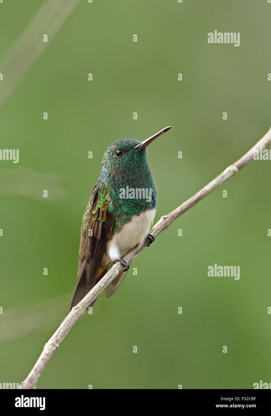 Snowy bellied hummingbird hi-res stock photography and images - Alamy