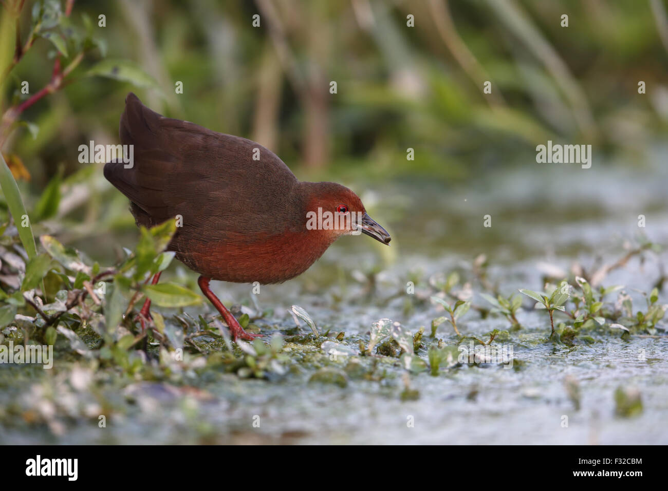 Ruddy-breasted Crake (Porzana fusca) adult, with snail in beak ...