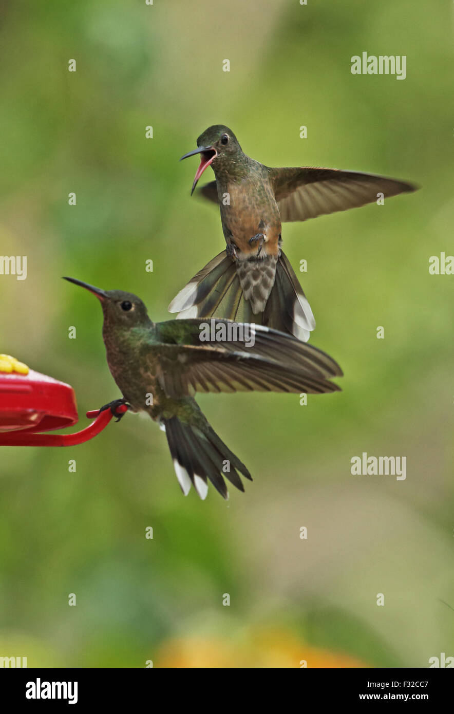 Aggressive behaviour at bird feeders hi-res stock photography and ...