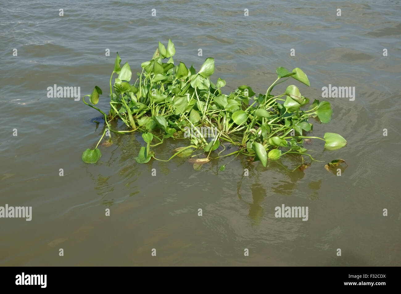 Floating water hyacinth, Eichhornia crassipes, floating in the Chao ...