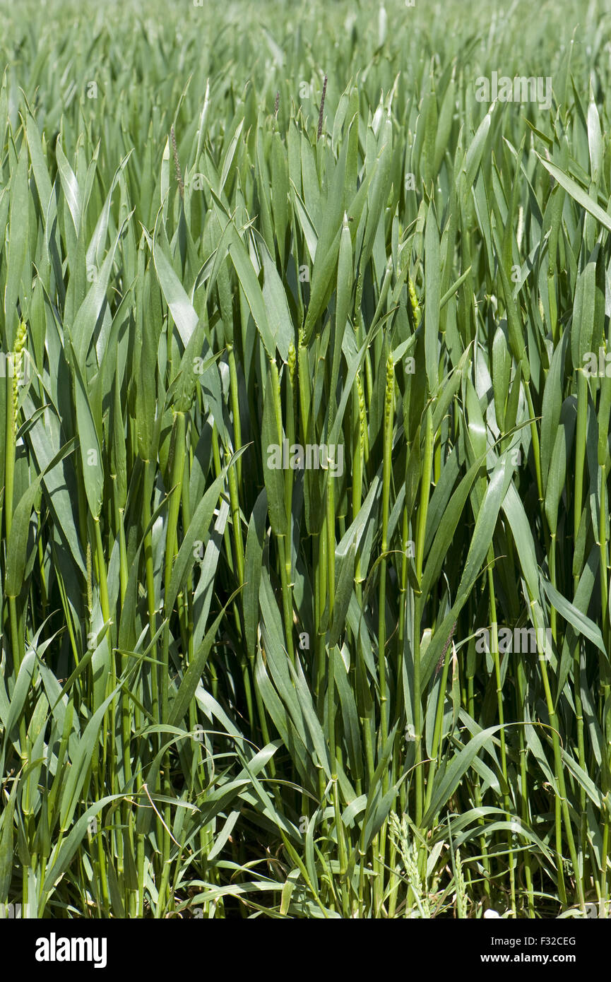 Winter wheat crop between stage 45 in boot but with some ears emerging ...