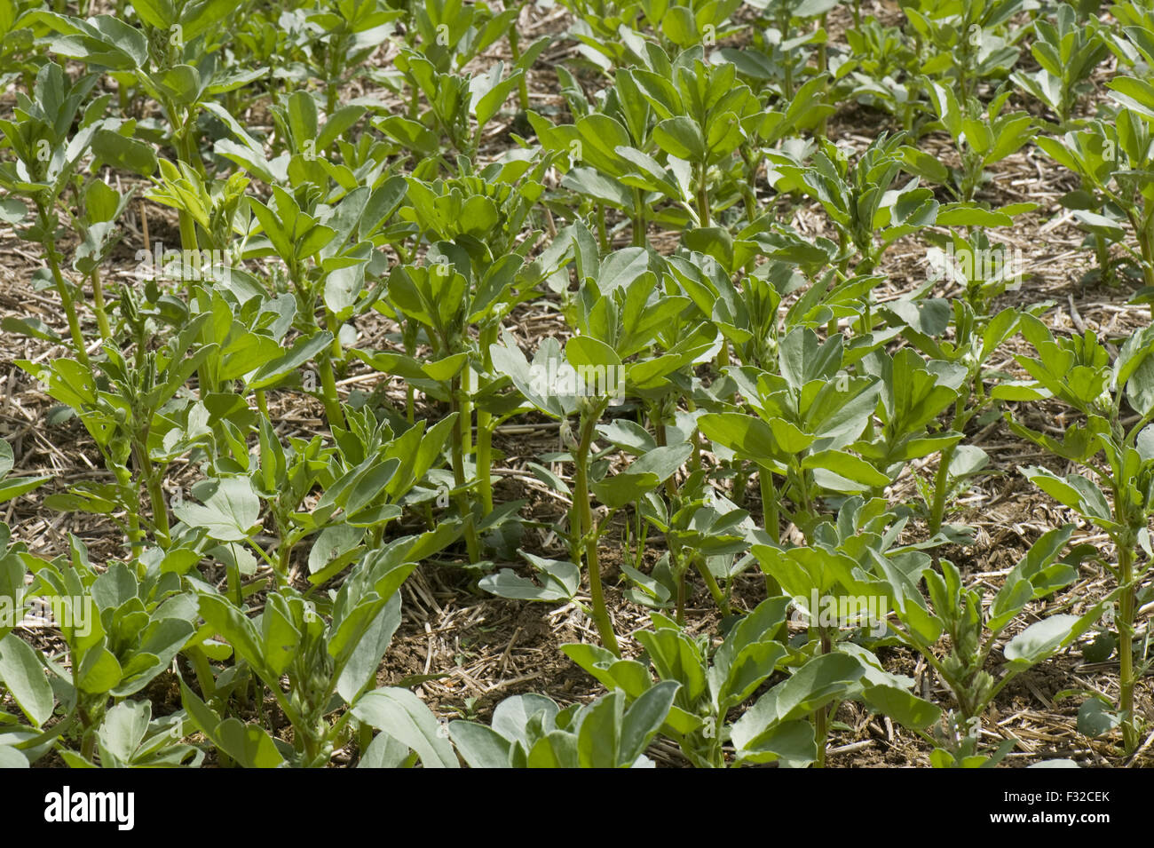 Cultivation Fava Beans Field High Resolution Stock Photography and ...
