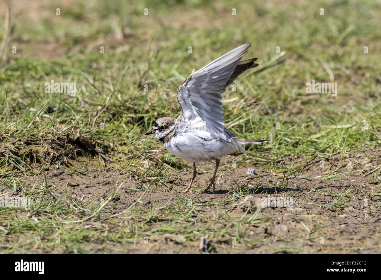 Little Ringed Plover female in summer plumage with wings raised ...