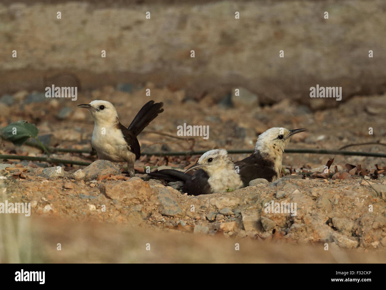 White-headed Wren (Campylorhynchus albobrunneus) group, dustbathing ...