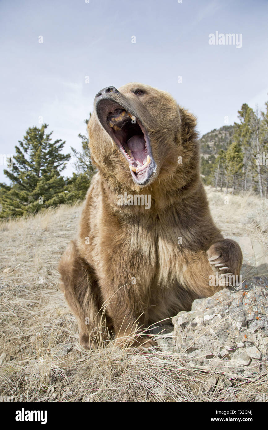 Grizzly Bear (Ursus arctos horribilis) adult, sitting with open mouth, Montana, U.S.A., February ...