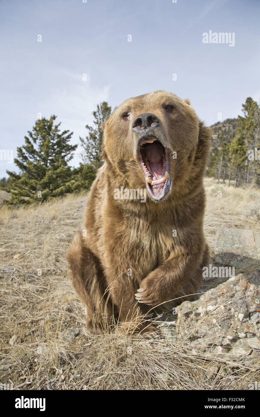 Grizzly Bear (Ursus arctos horribilis) adult, sitting with open mouth, Montana, U.S.A., February ...