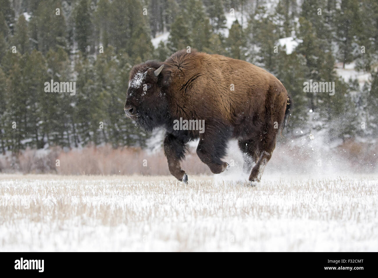 North American Bison (Bison bison) calf, nine-months old, running ...