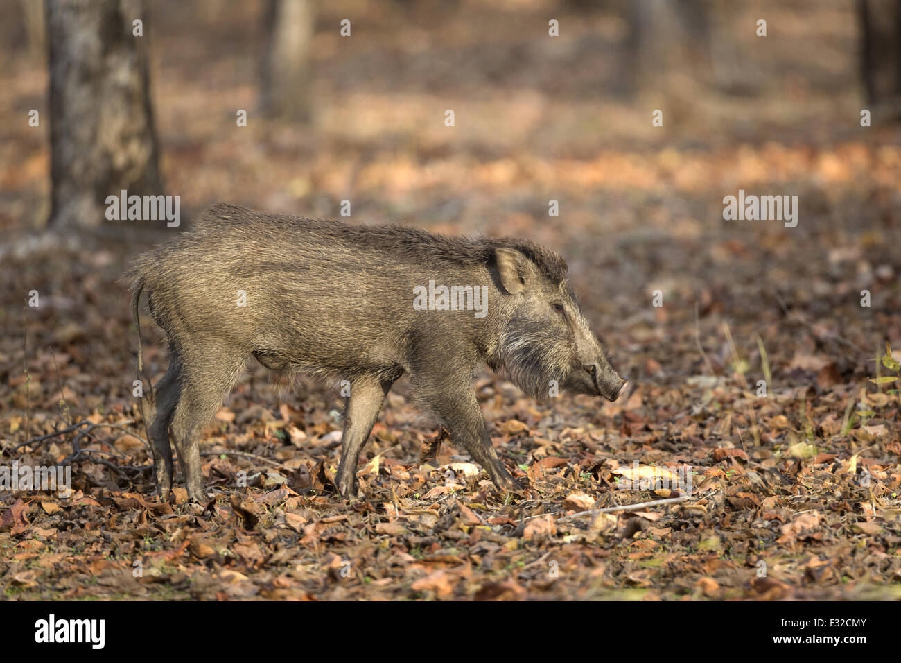 Boars in the tropical forest hi-res stock photography and images - Alamy