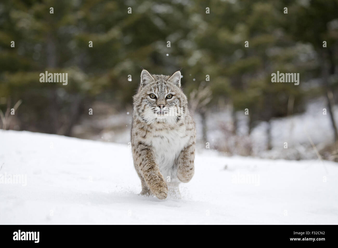 Bobcat (Lynx rufus) adult, running across snow, Montana, U.S.A ...