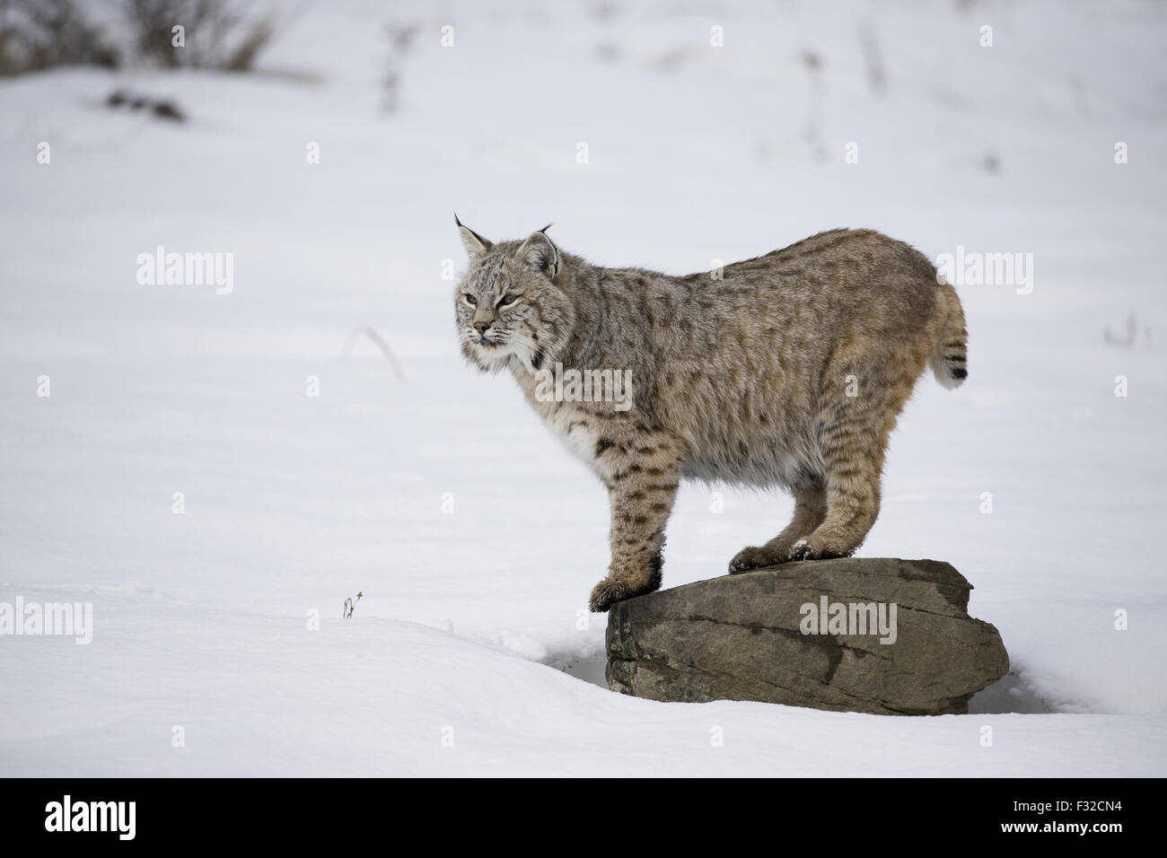 Bobcat (Lynx rufus) adult, standing on rock in snow, Montana, U.S.A ...
