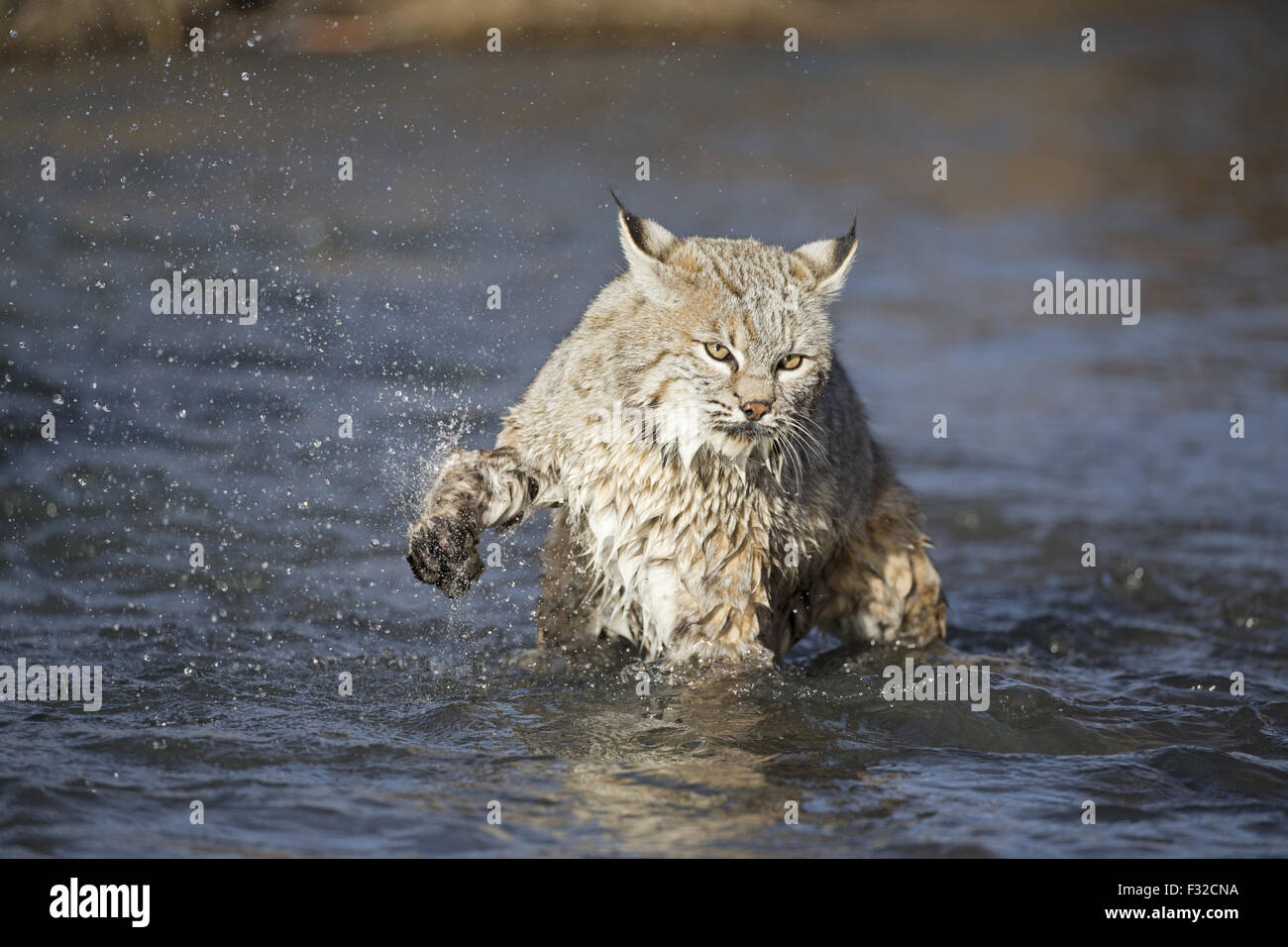 Bobcat (Lynx rufus) adult, shaking front paw, standing in river ...