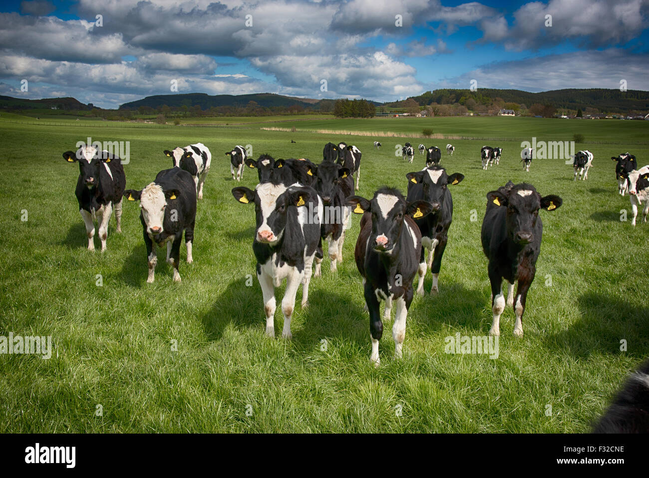 Domestic Cattle, Holstein Friesian dairy heifers, herd standing in ...