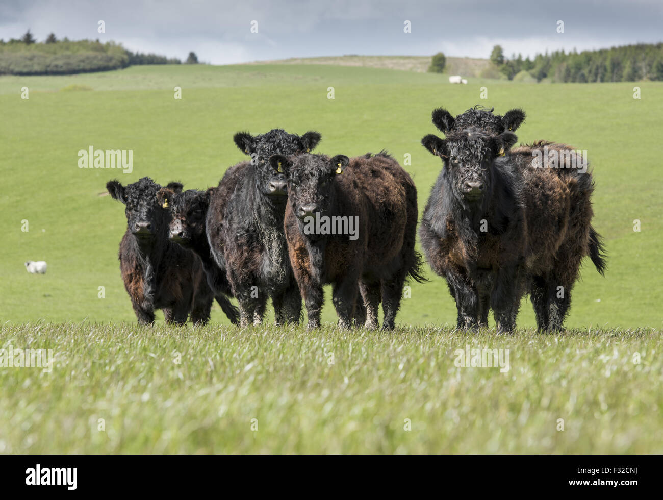 Domestic Cattle, Galloway herd, standing in pasture, Dumfries, Dumfries ...