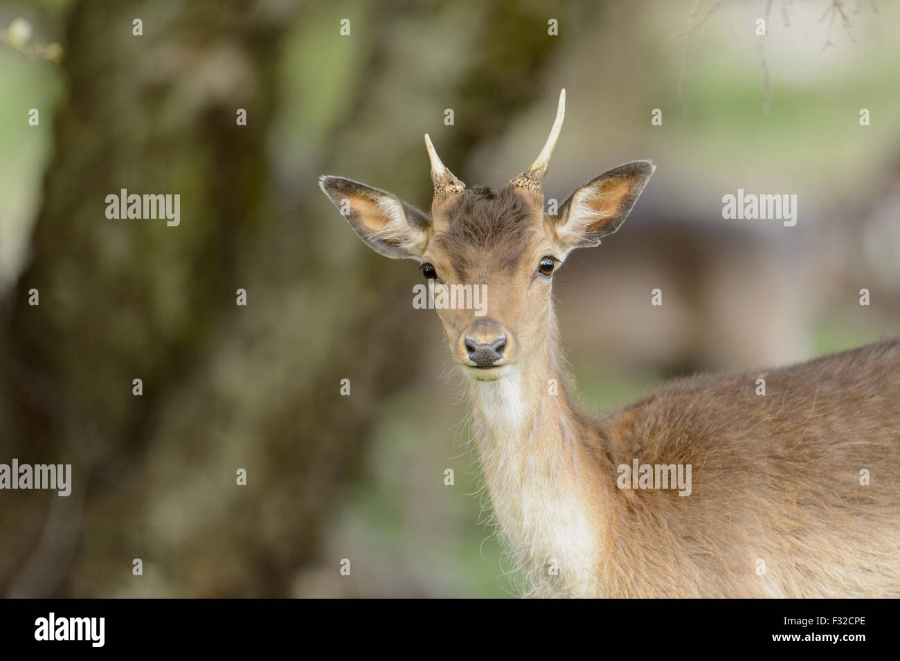 Fallow Deer (Dama dama) young buck, close-up of head, Cannock Chase ...
