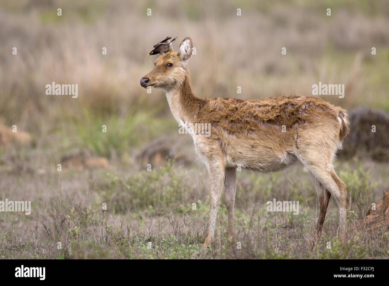 Swamp Deer (Rucervus duvaucelii branderi) hard-ground form, adult ...
