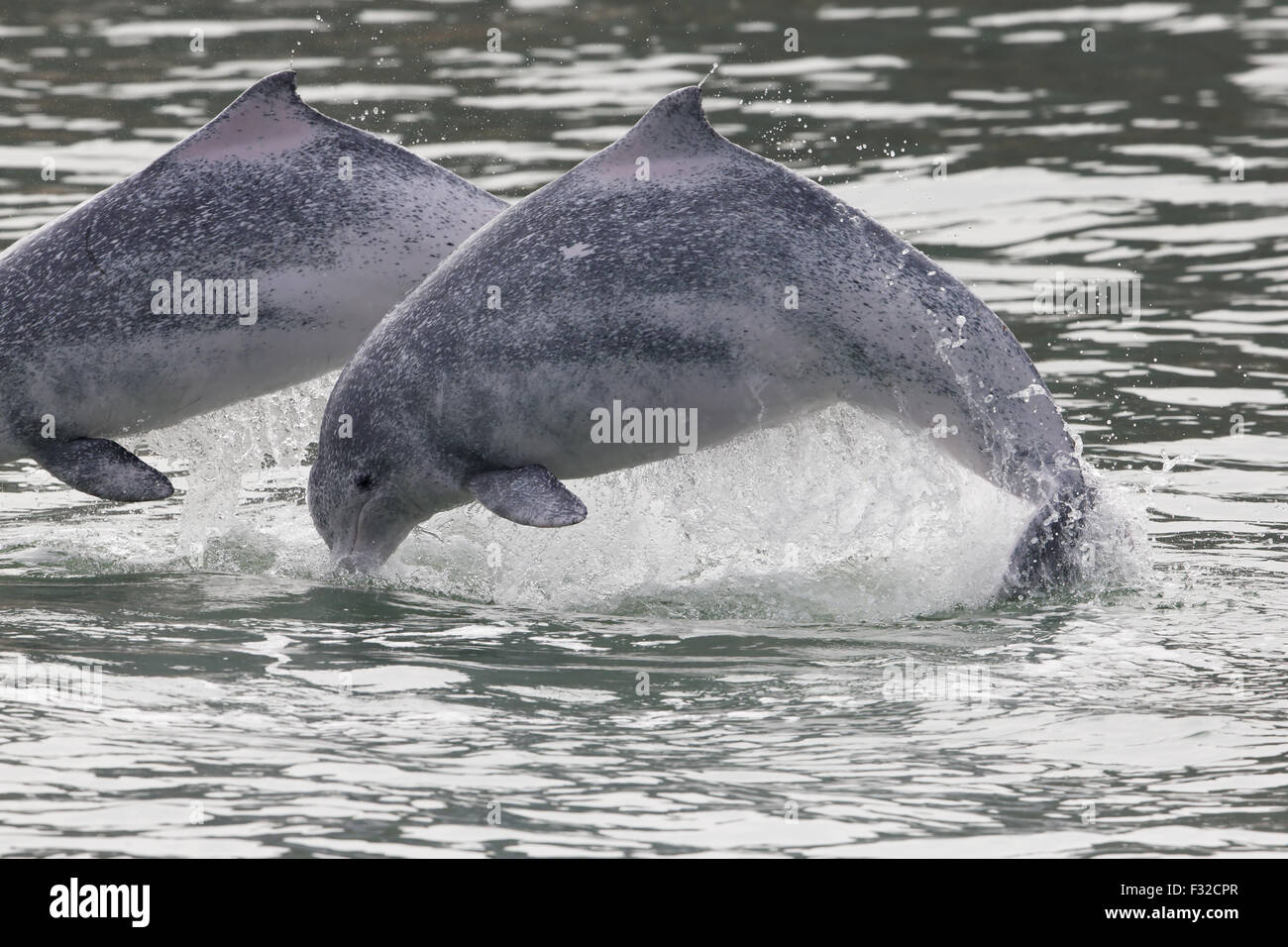 Indo pacific humpback dolphin hi-res stock photography and images - Alamy