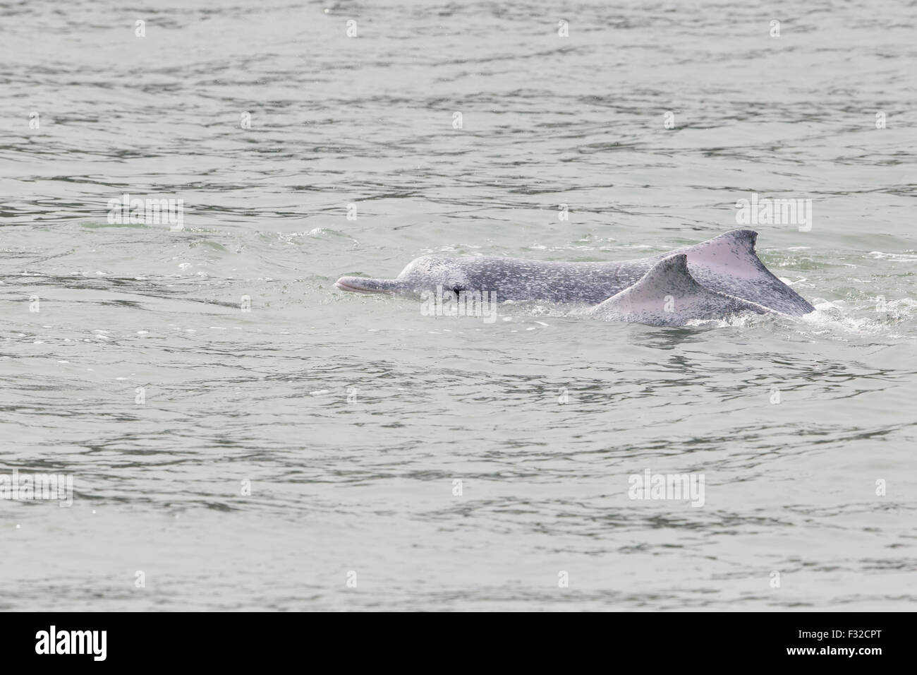 Indo pacific humpback dolphin hi-res stock photography and images - Alamy