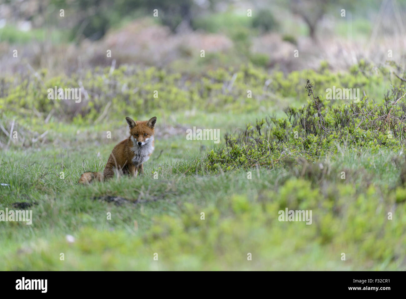 European Red Fox (Vulpes vulpes) adult, sitting on lowland heathland ...