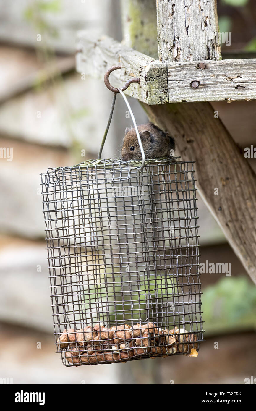 Bank Vole on bird pea nut feeder Stock Photo - Alamy