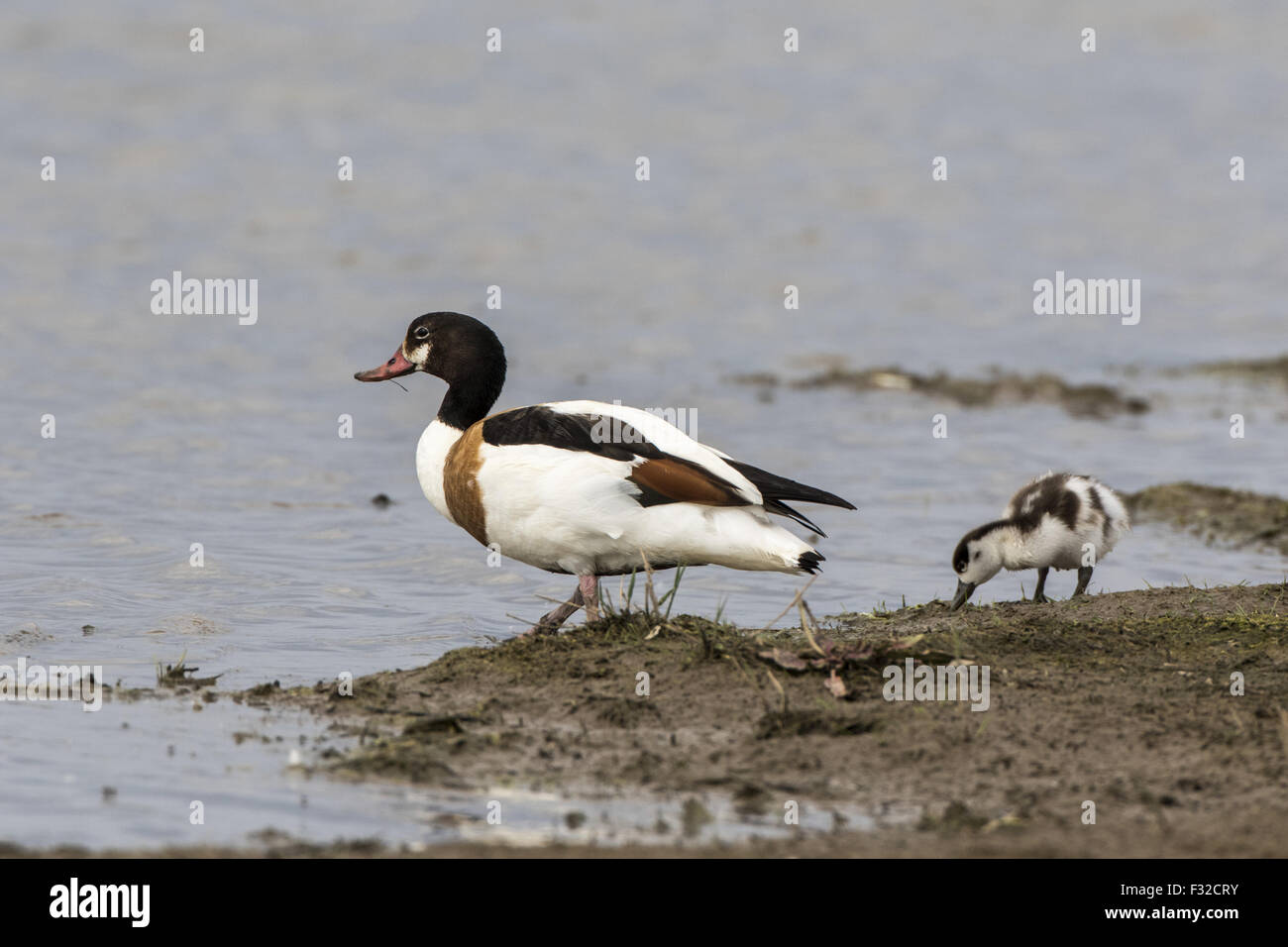 Shelduck female with chick - Deepdale Marsh North Norfolk Stock Photo ...