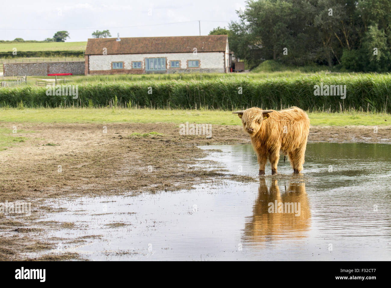 Barn conversion over looking Highland cow at fresh water pool on ...