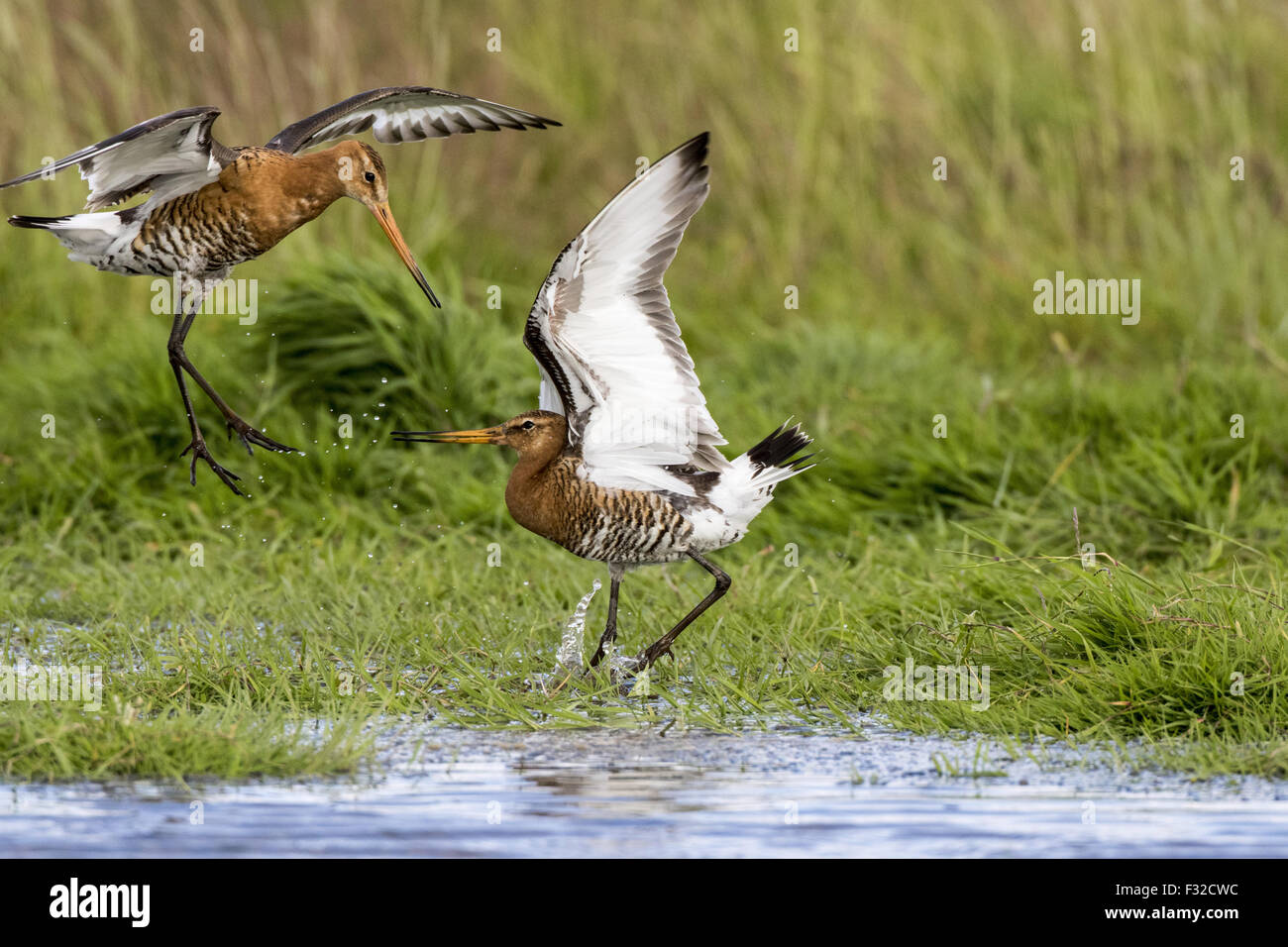 Black tailed Godwits in summer plumage fighting, Icelandic race ...