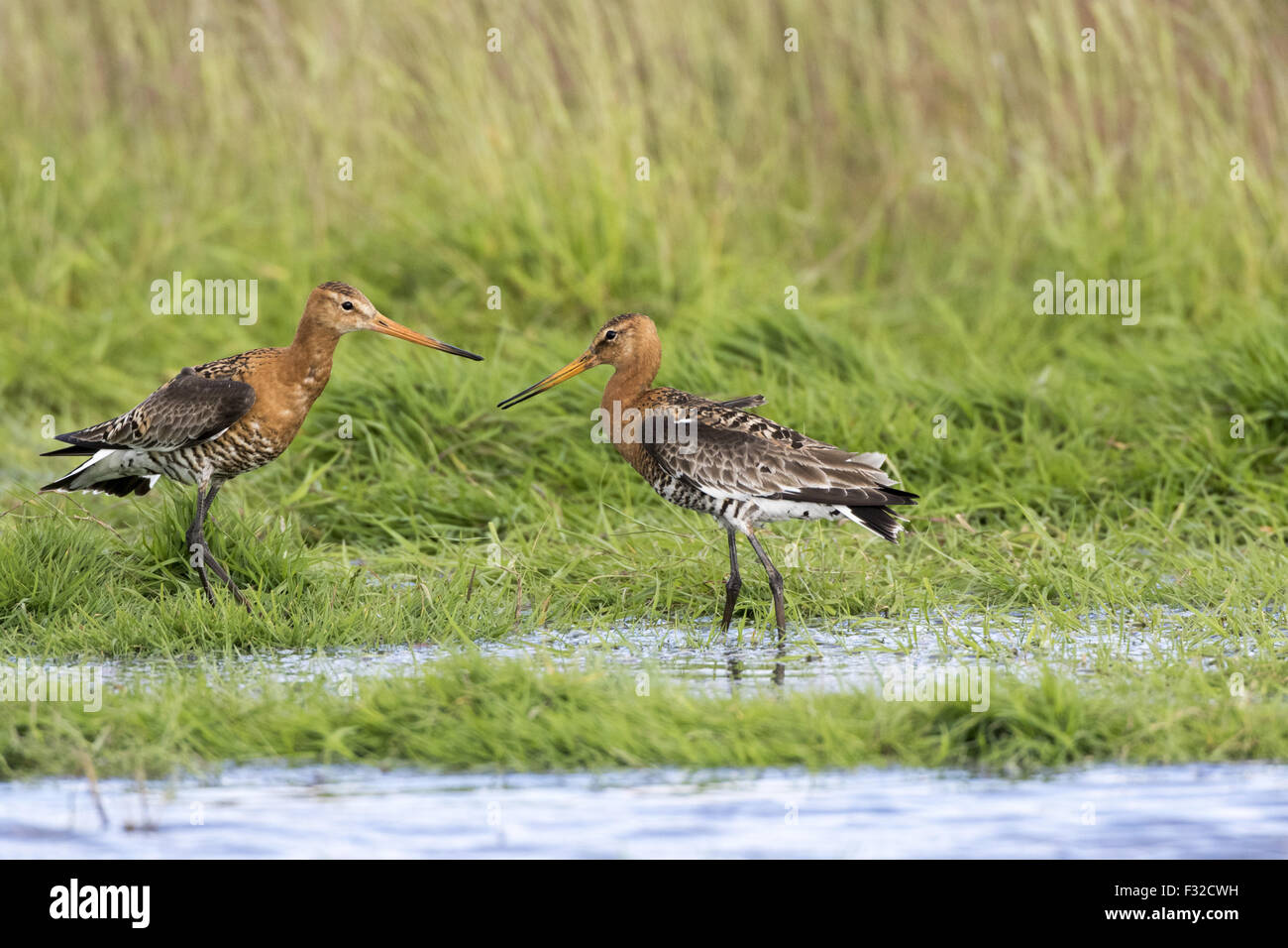 Black tailed Godwits in summer plumage, Icelandic race, Deepdale Marsh ...